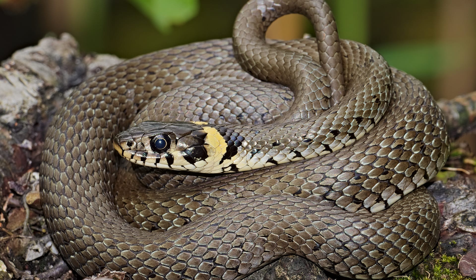 Grass snake facts, distribution & population | BioDB